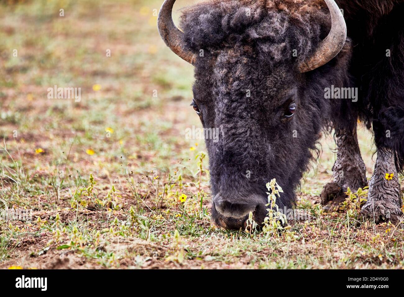 American bison bison bison mud hi-res stock photography and images - Alamy
