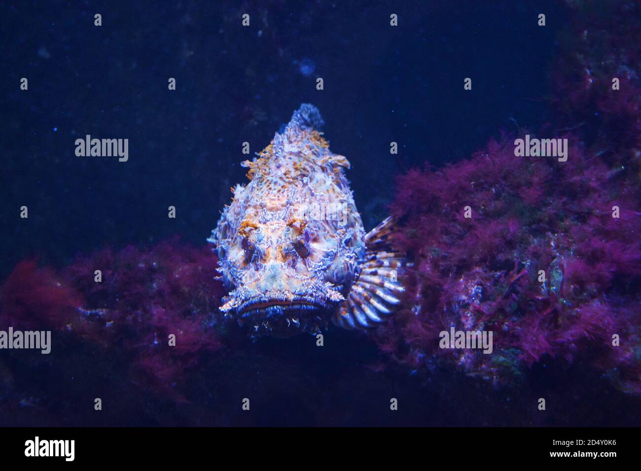 Tropical fish swimming towards camera hi-res stock photography and ...