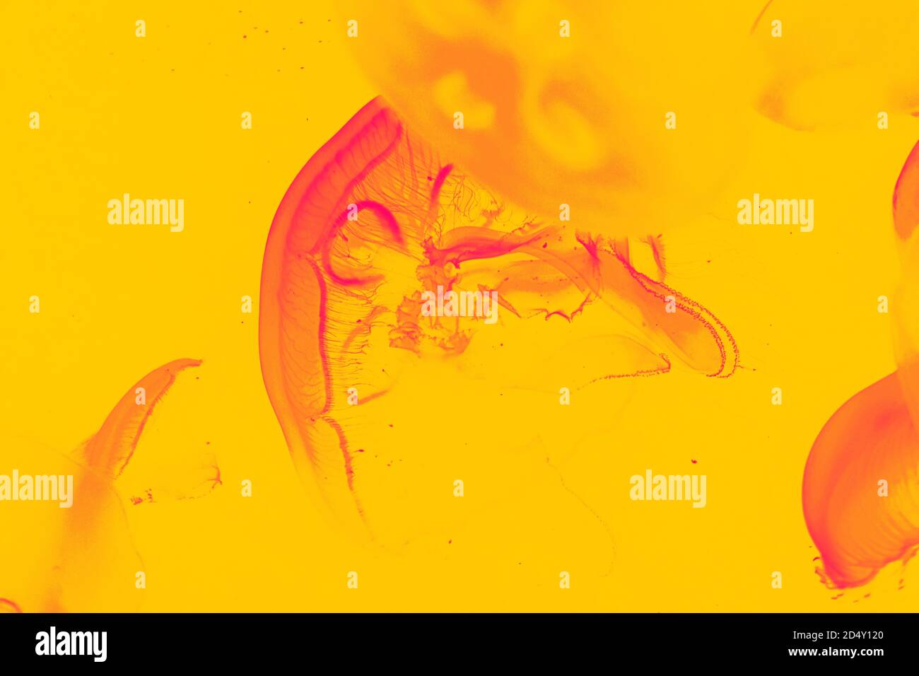 Gradient Map filter on jelly fish floating in tank Stock Photo - Alamy