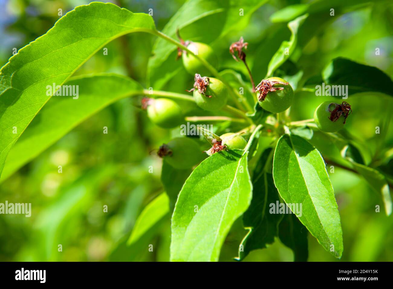 Apple fruit growth stage hi-res stock photography and images - Alamy