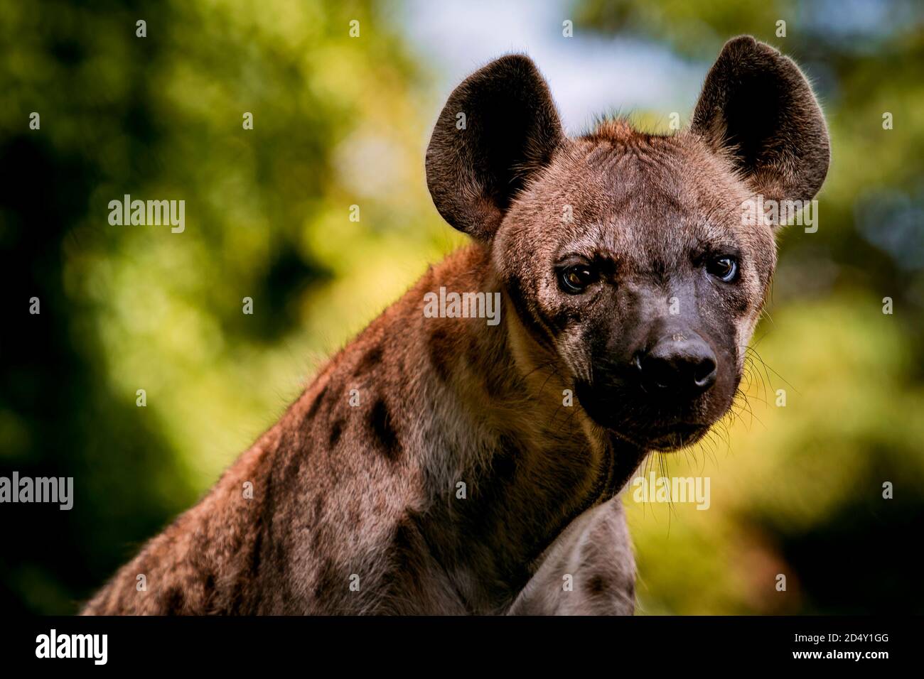close up face of african hyena against jungle blur background Stock ...