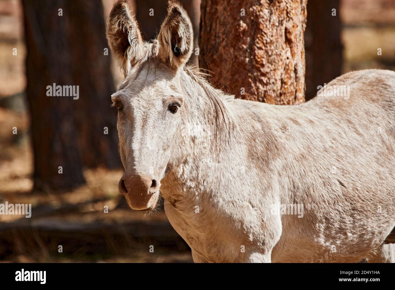 Donkey wild burro hi-res stock photography and images - Alamy