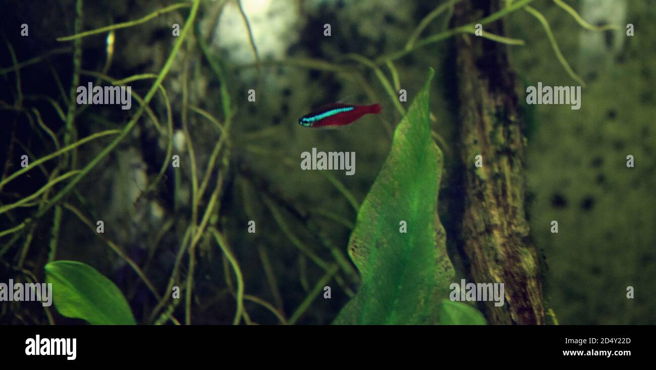Cardinal tetra in salt water aquarium in Stuttgart Zoo Stock Photo - Alamy