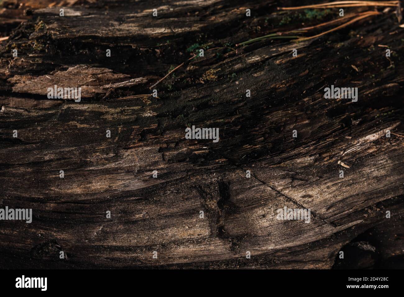 Old and black decrepit wood in forest, detailed background photo ...