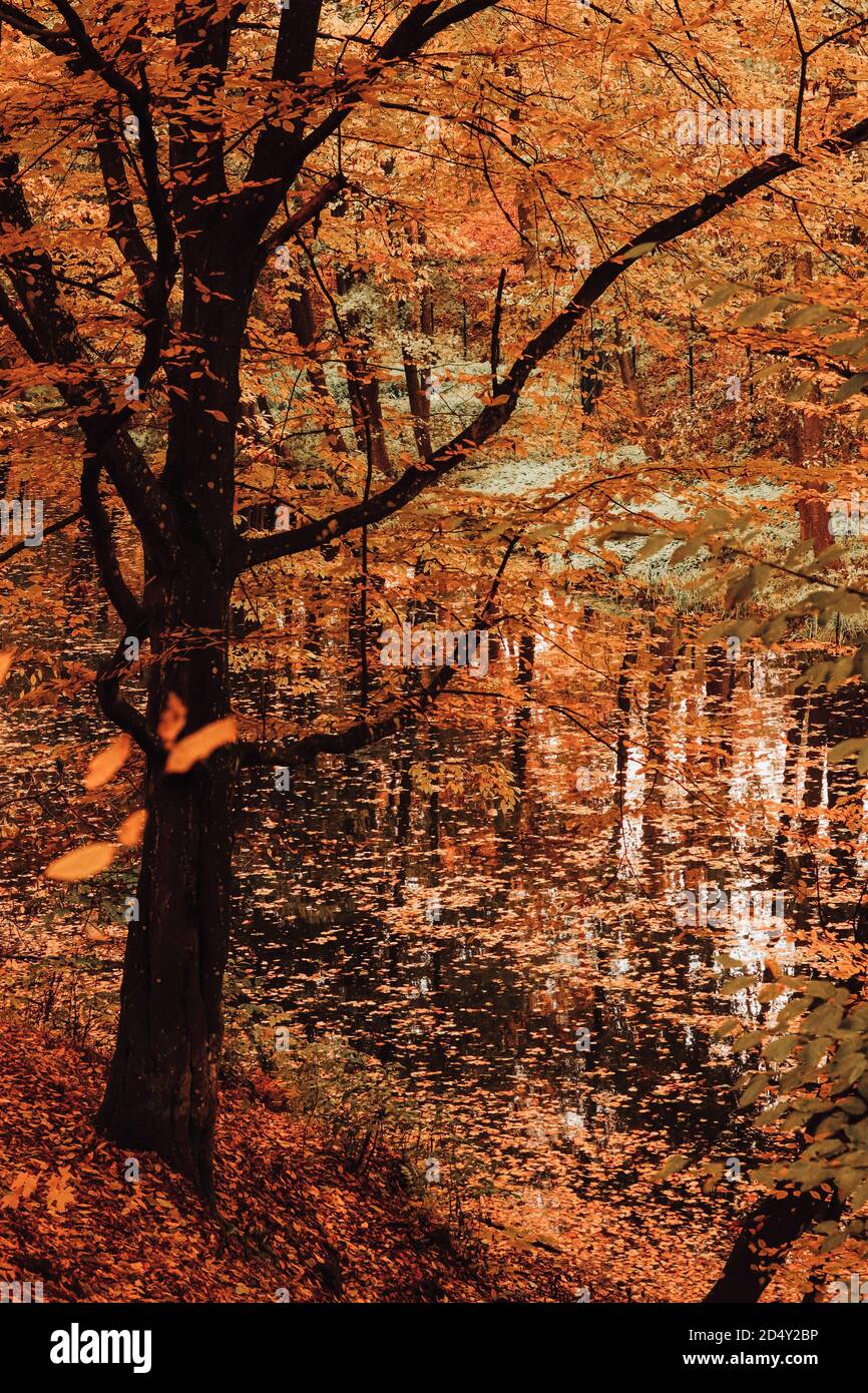 Beautiful Autumn natural landscape of a tree with orange lush foliage ...