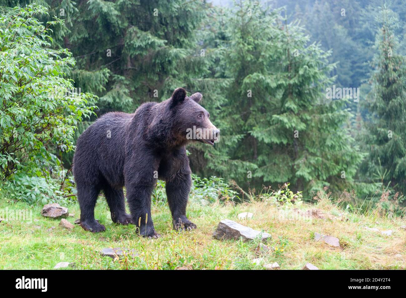Brown bear (Latin Ursus Arctos) in the forest on a background of ...
