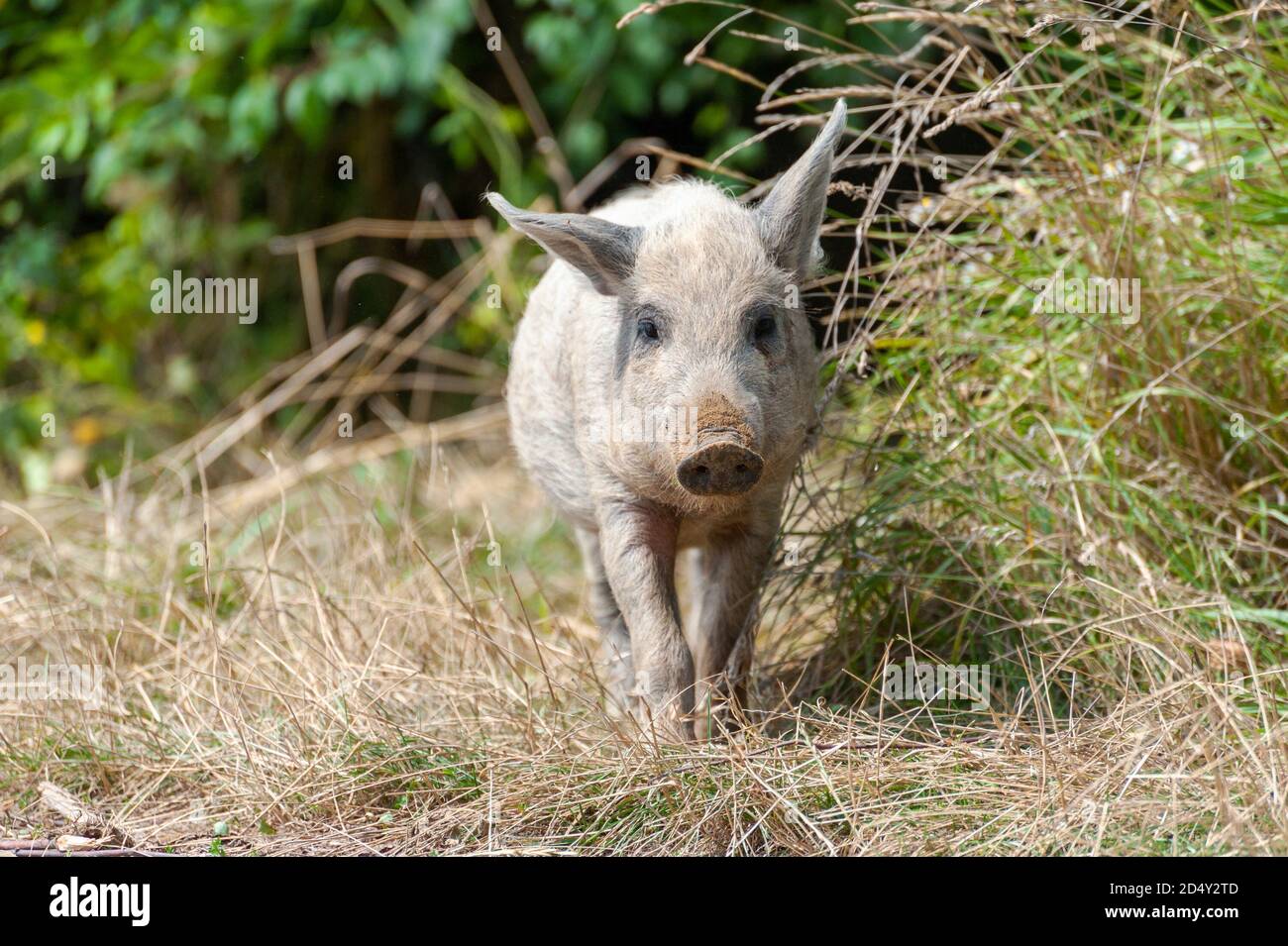 Little wild pig in the forest. Dirty. Wild pig in the summer forest ...