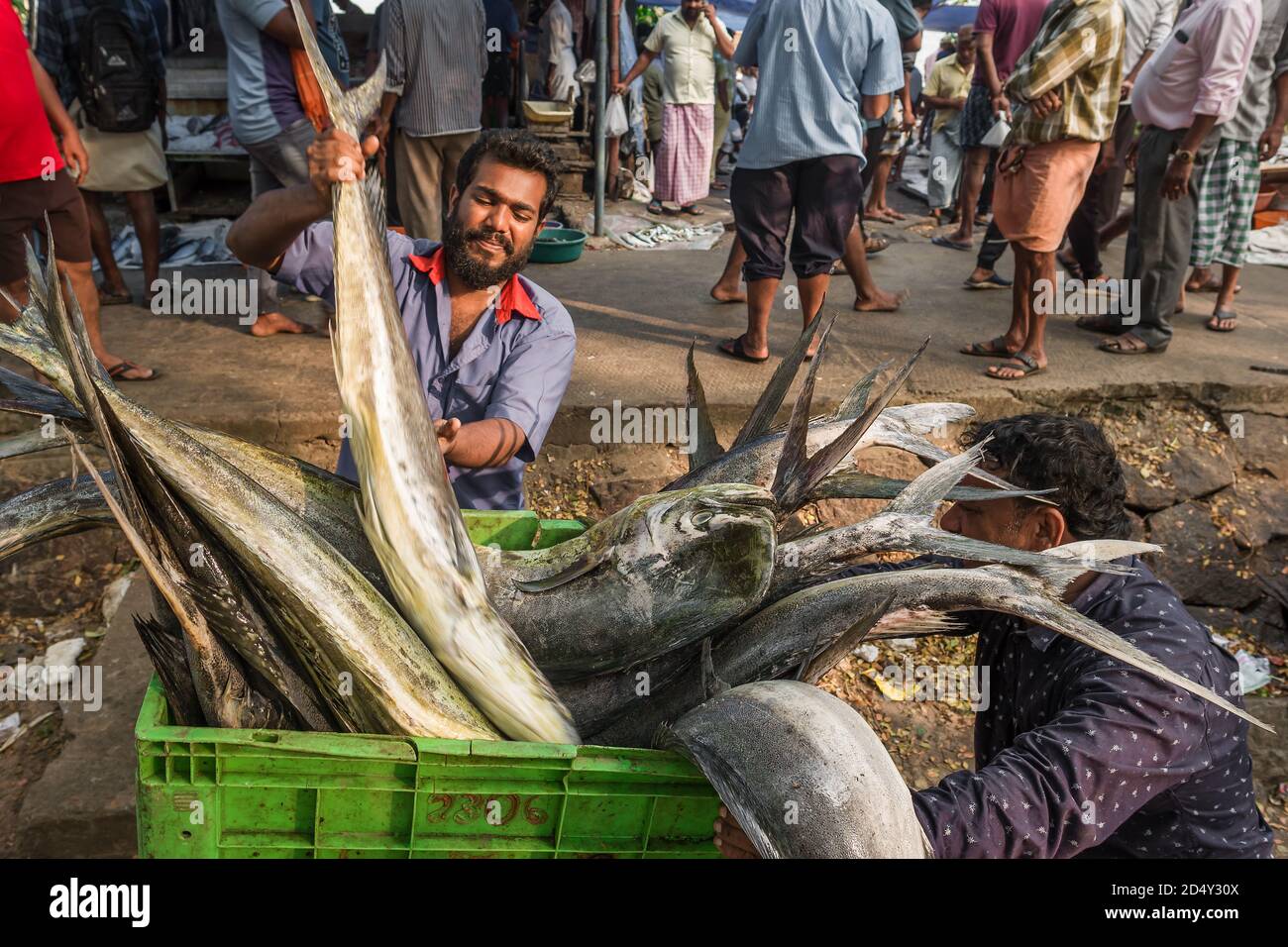 Indian fisherman carry box with fishes on fish market in Fort Kochi ...