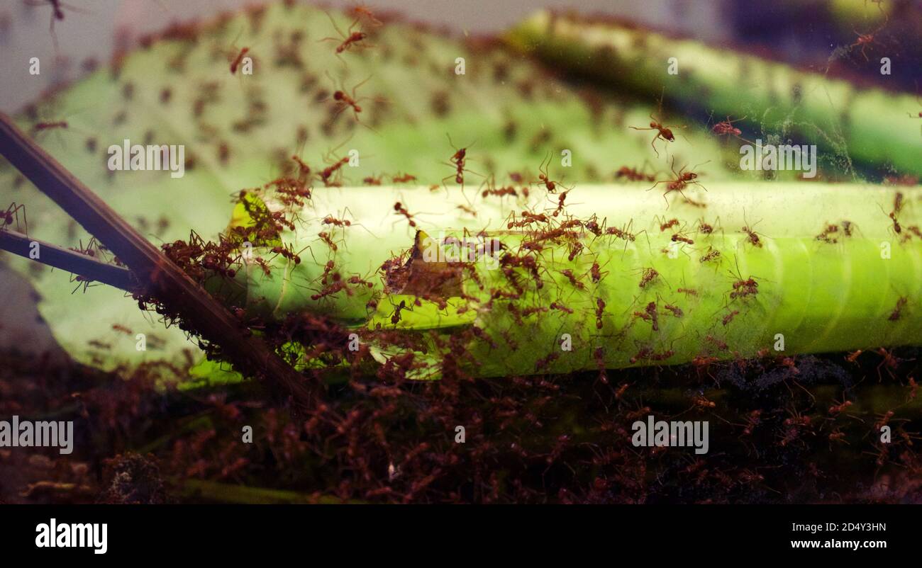 Ant climbing plant hi-res stock photography and images - Alamy