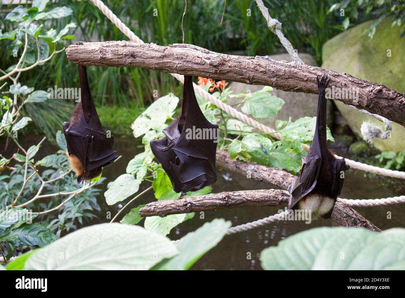 Fruit Bats hanging upside down from tree branches, sleeping during the ...