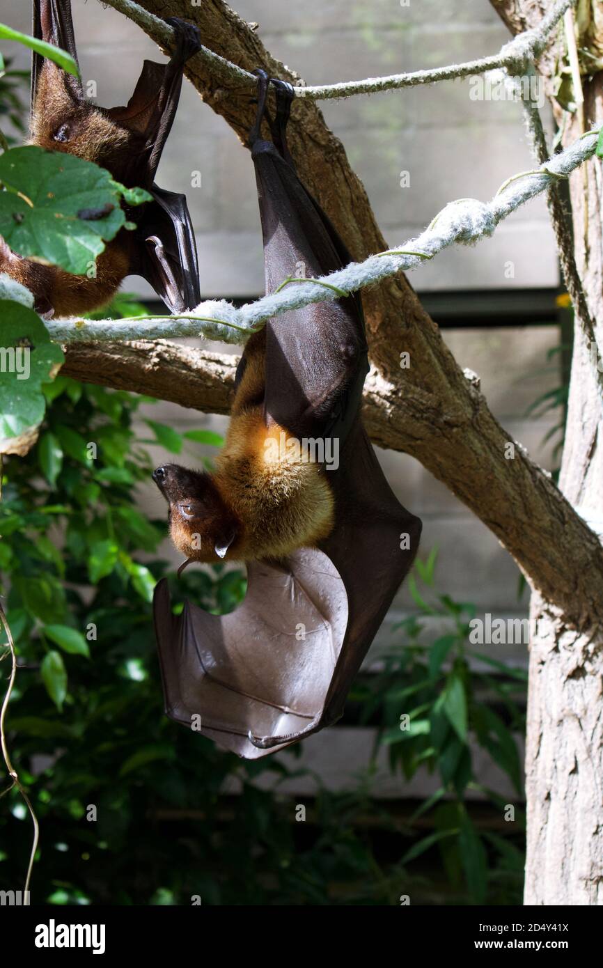 Fruit Bats hanging upside down from tree branches, sleeping during the ...