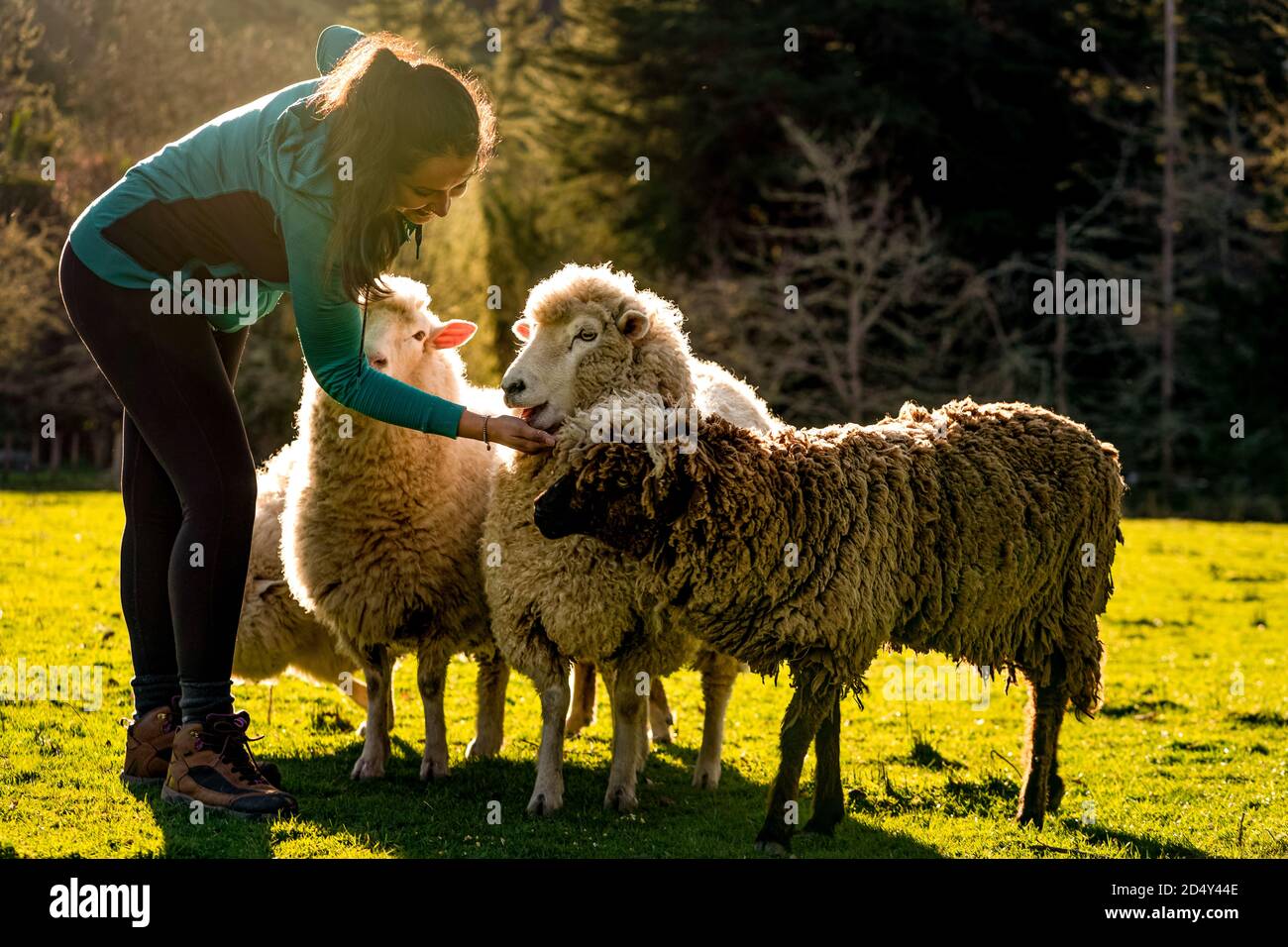 Hand feeding sheep hi-res stock photography and images - Alamy
