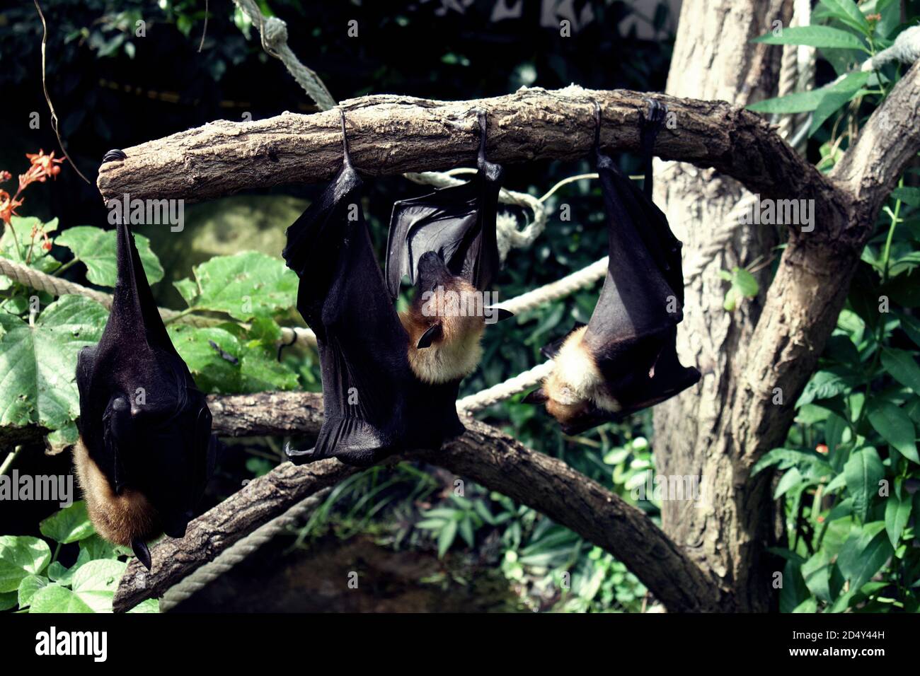 Fruit Bats hanging upside down from tree branches, sleeping during the ...