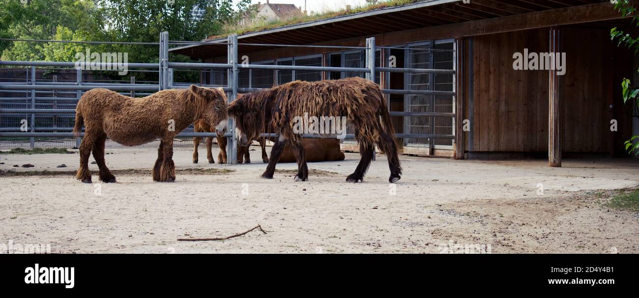 Large Donkey's in zoo stable enclosure, Baudet du Poitou Stock Photo ...