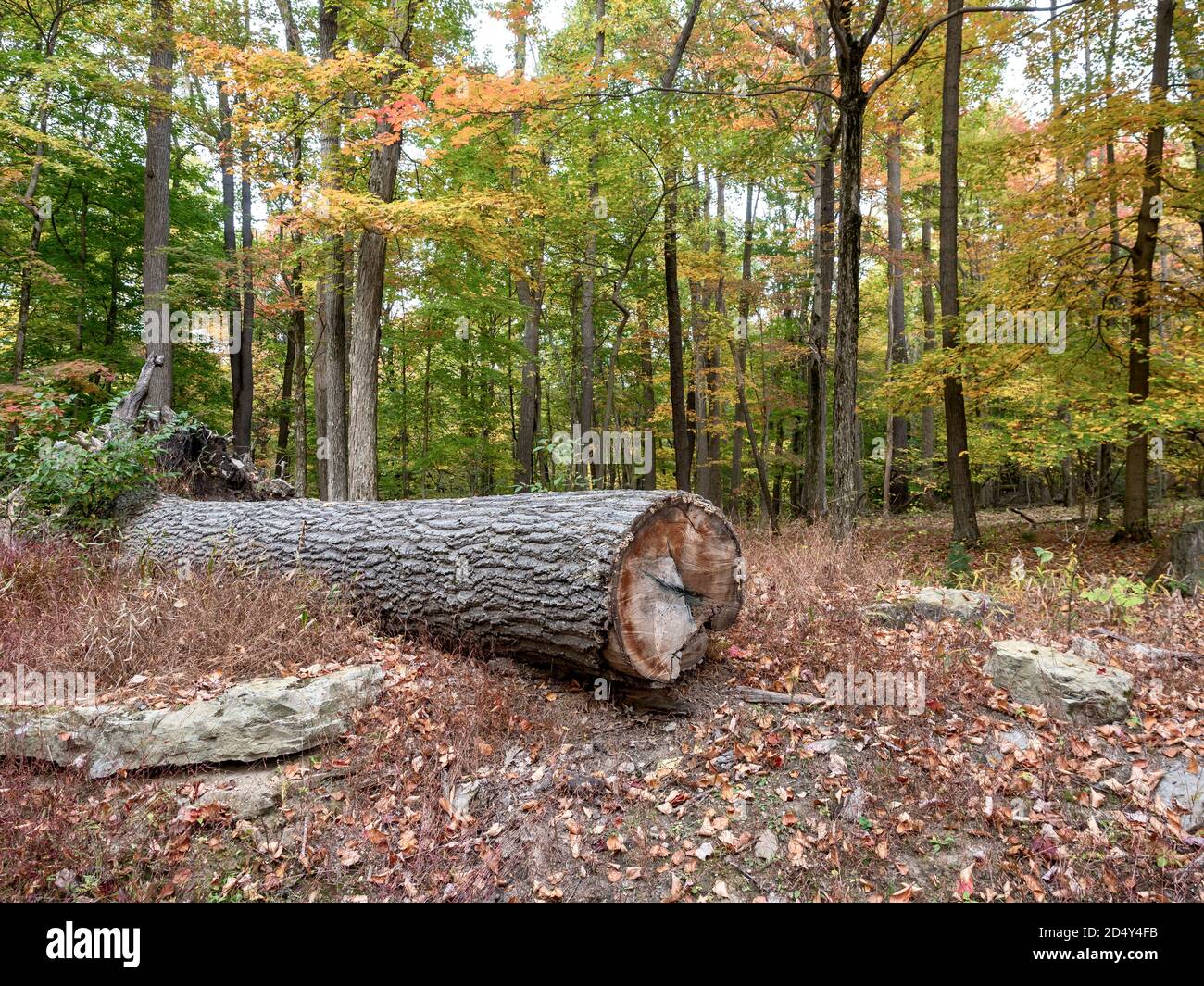 Fallen tree in Coopers Rock State Forest in West Virginia in the fall ...