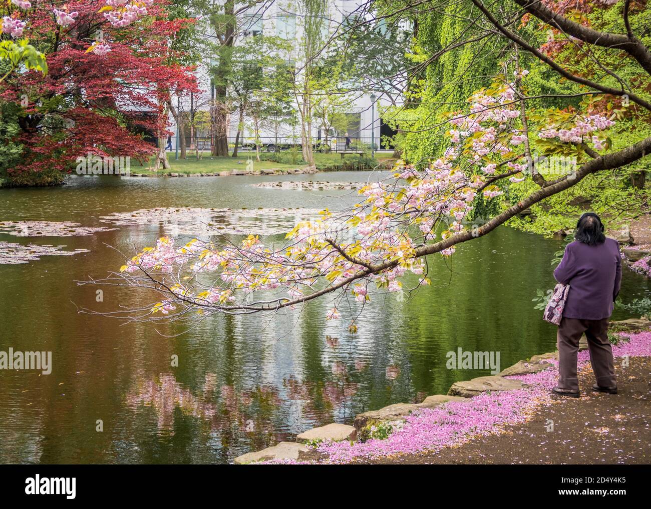 Japan sakura hokkaido hi-res stock photography and images - Alamy