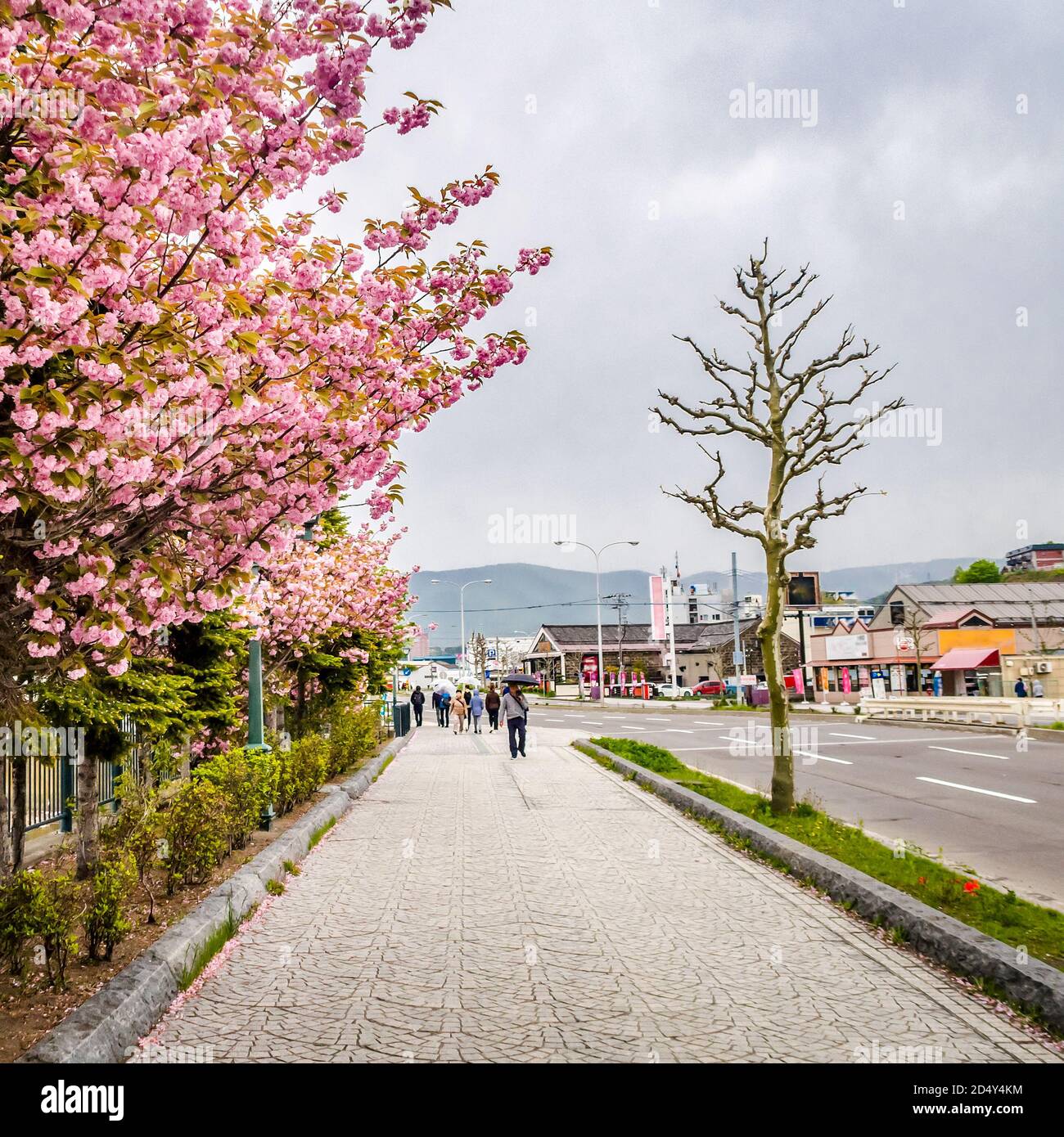 Japan sakura hokkaido hi-res stock photography and images - Alamy