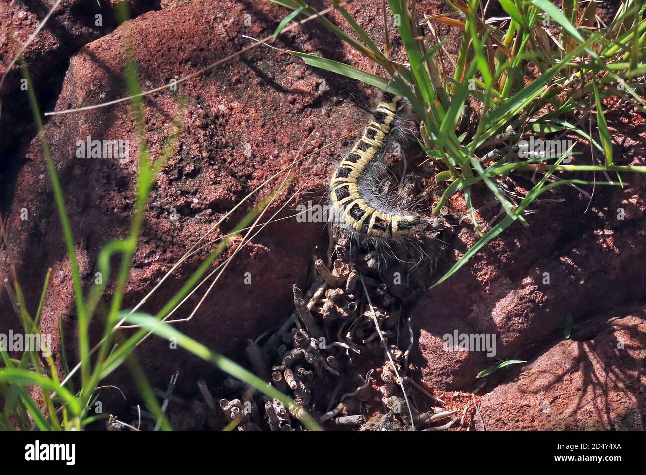 A Caterpillar moving over a rock at the Okonjima Nature Reserve ...