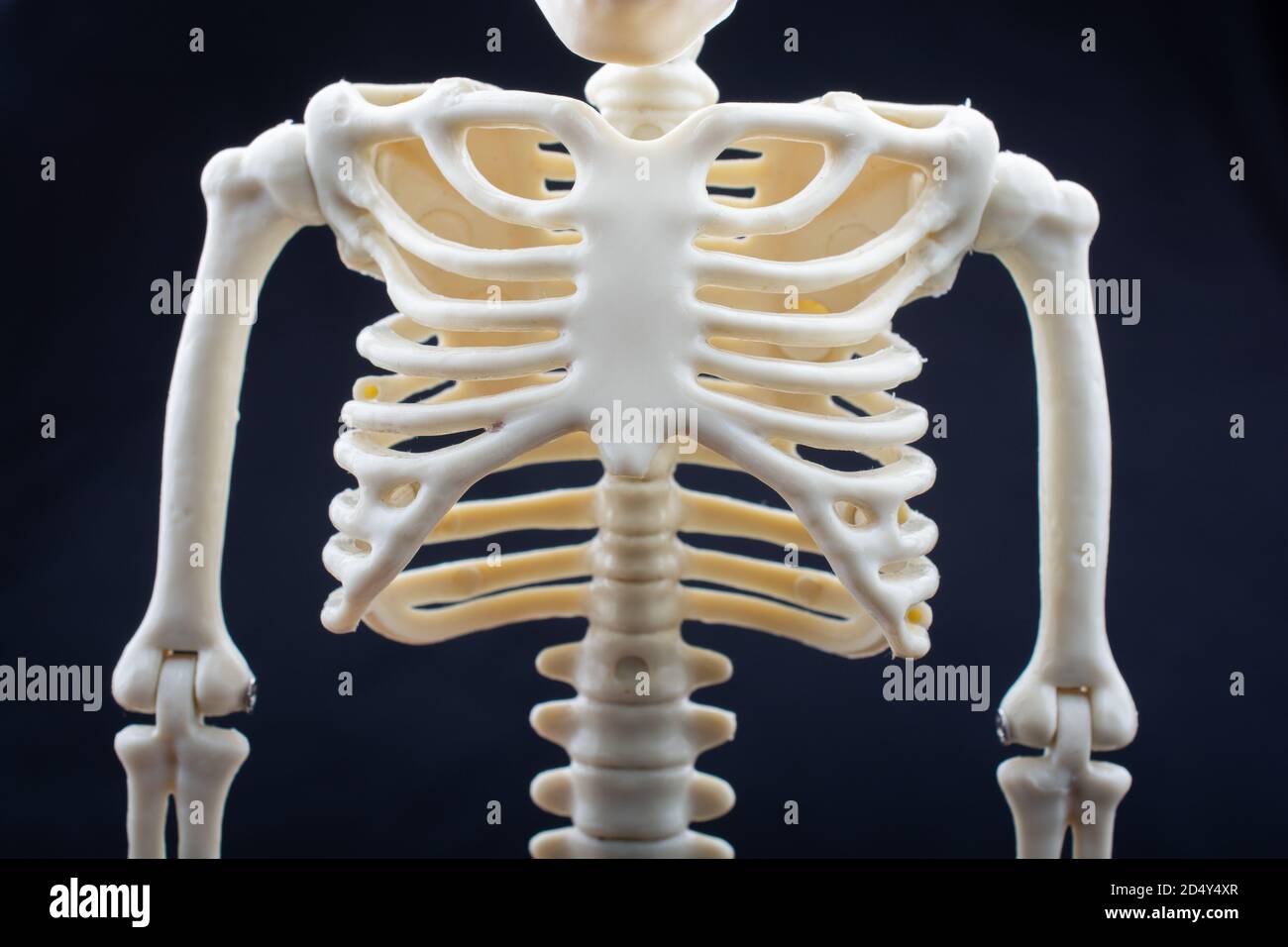 Human skeleton model for medical anatomy science Medical clinic concept ...