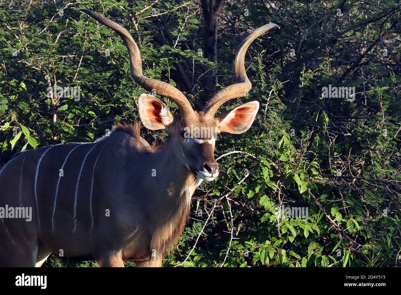A male Greater Kudu (Tragelaphus strepsiceros) hiding in the acacia ...