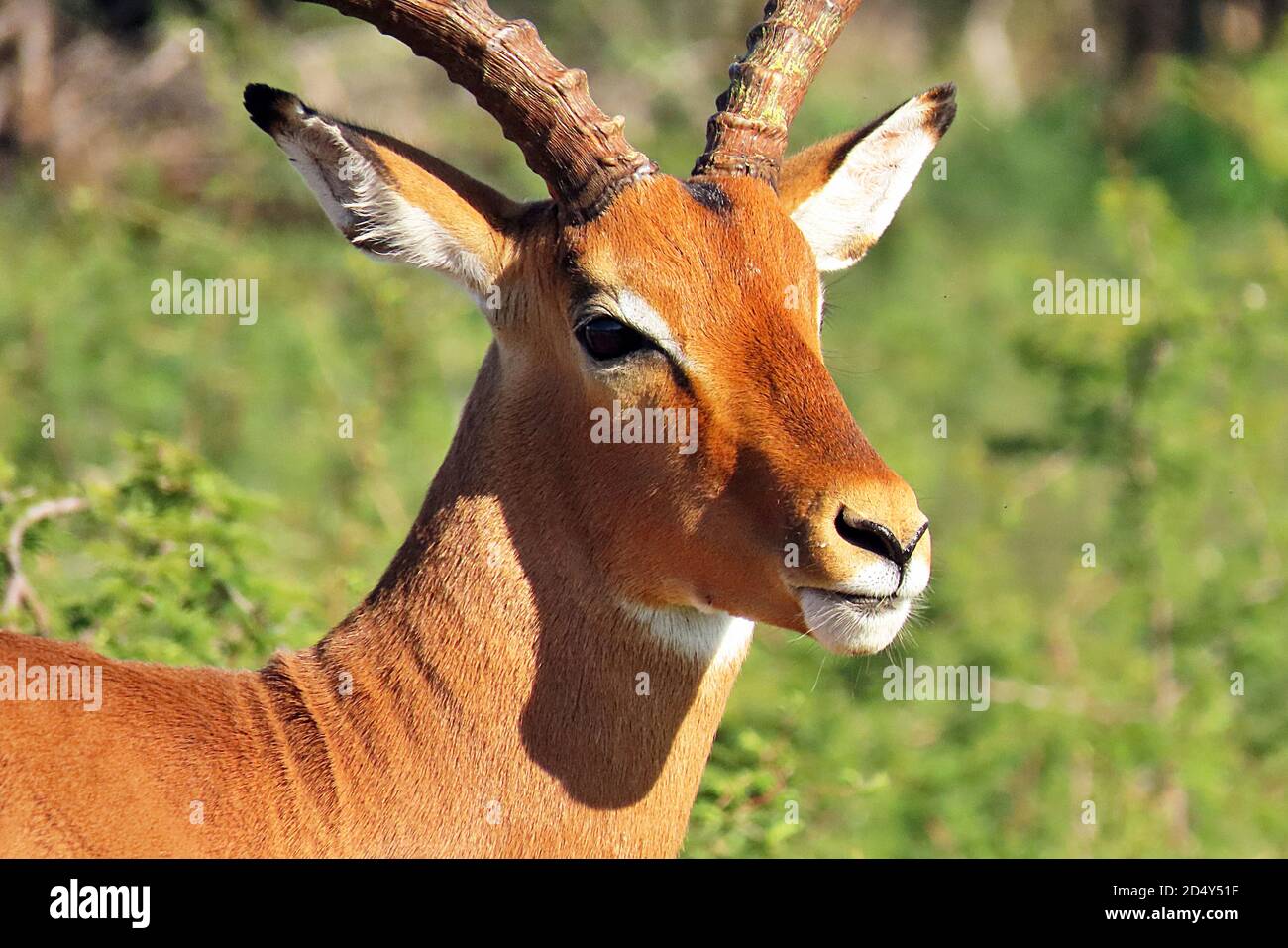 A male Impala headshot at the Okonjima Nature Reserve, Erongo Region, Namibia Stock Photo - Alamy