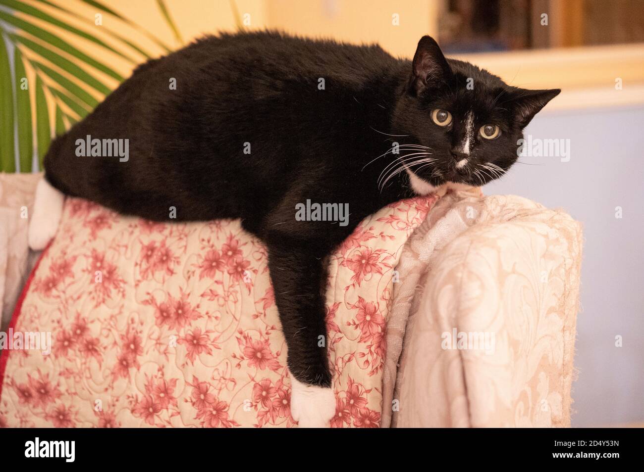 black cat on back of chair Stock Photo - Alamy
