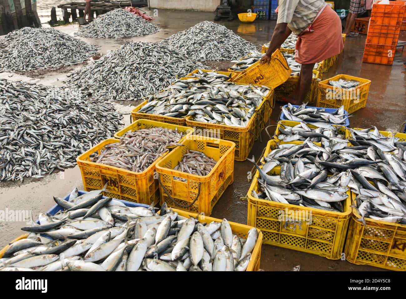 Sea food. Fish market in India. Raw Mackerel fish for sale. pelagic ...