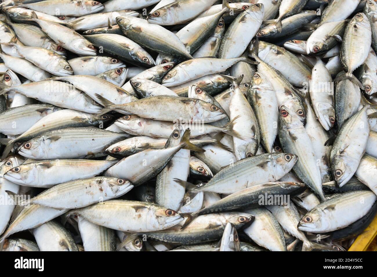 Sea food. Fish market in India. Raw Mackerel fish for sale. pelagic ...