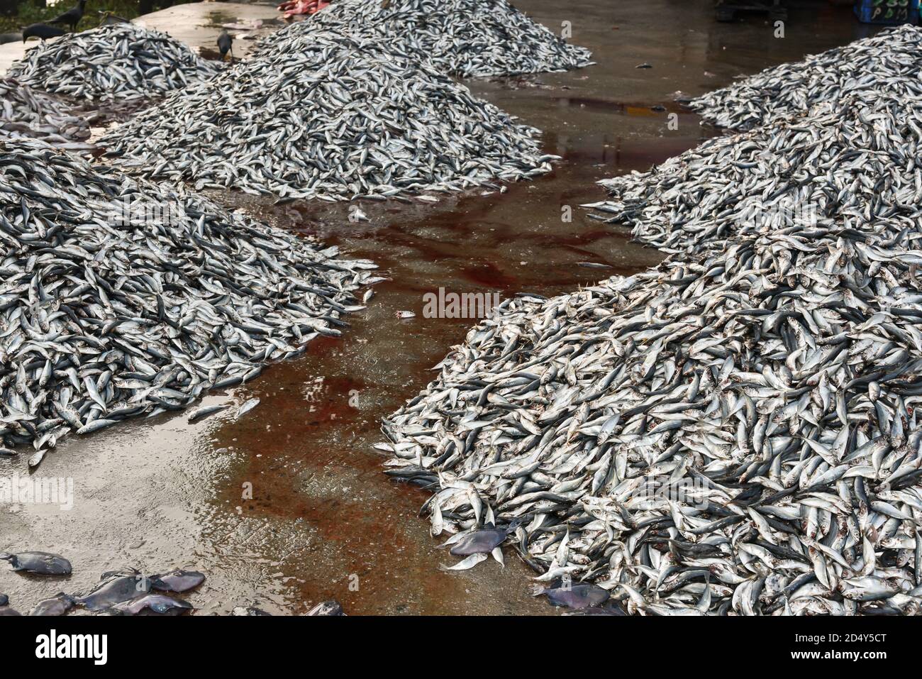Sea food. Fish market in India. Raw Mackerel fish for sale. pelagic ...