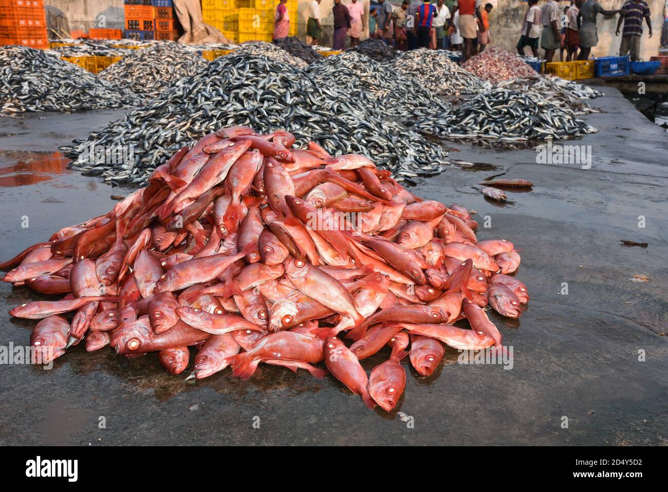 Sea food. Fish market in India. Raw Mackerel fish for sale. pelagic ...