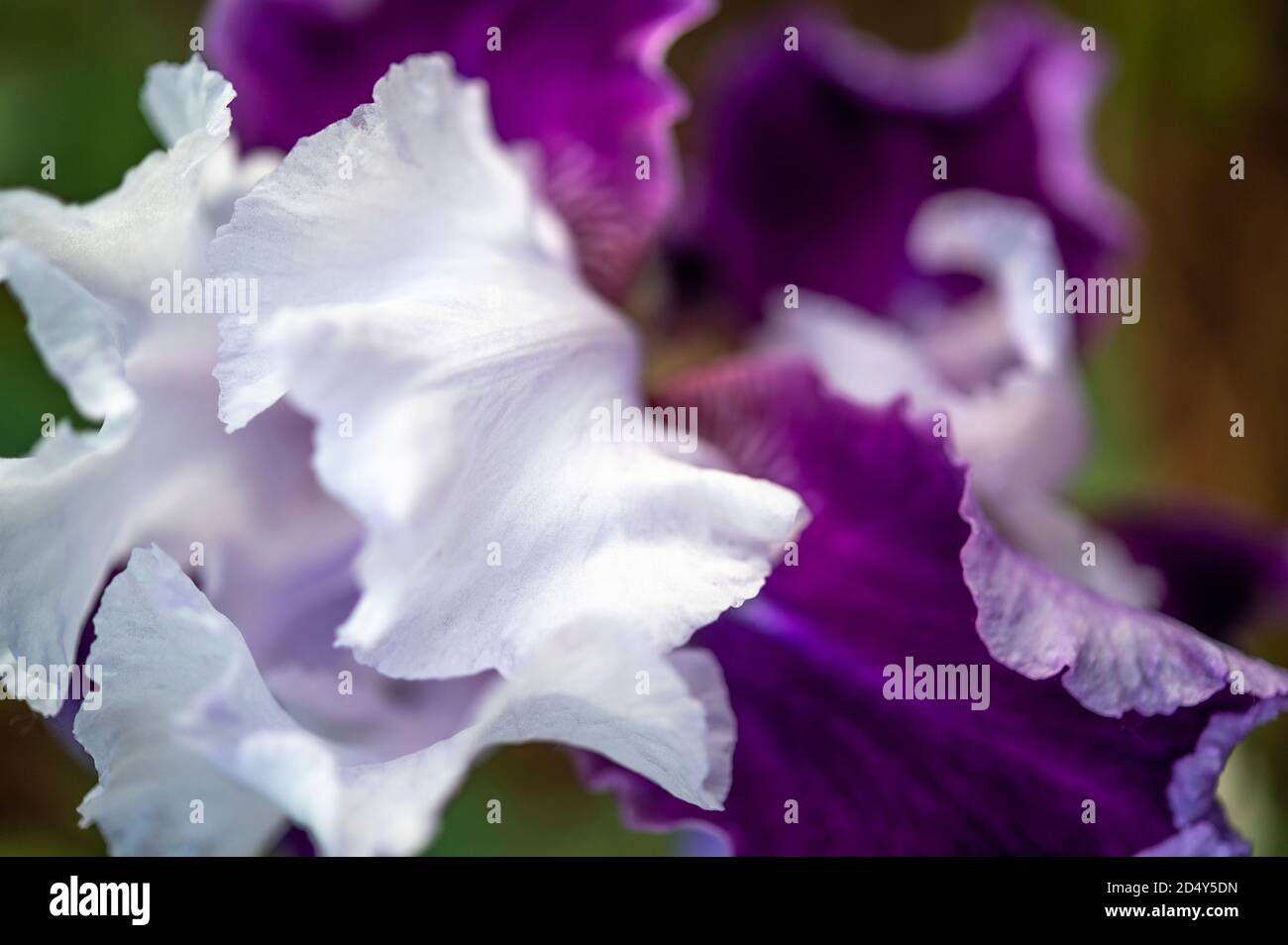 White spring iris hi-res stock photography and images - Alamy