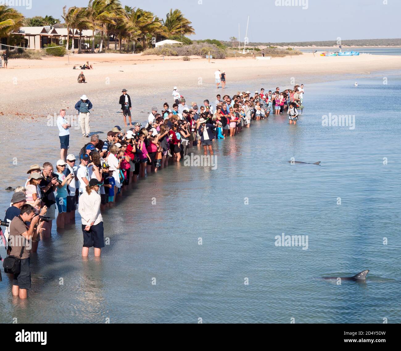 Tourists feeding Bottlenose Dolphins (Tursiops truncates), Monkey Mia ...