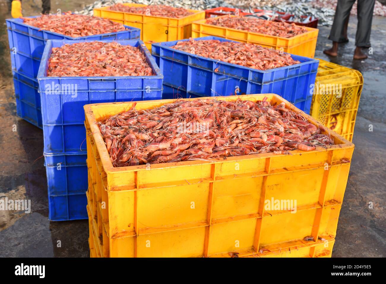 India seafood export hi-res stock photography and images - Alamy