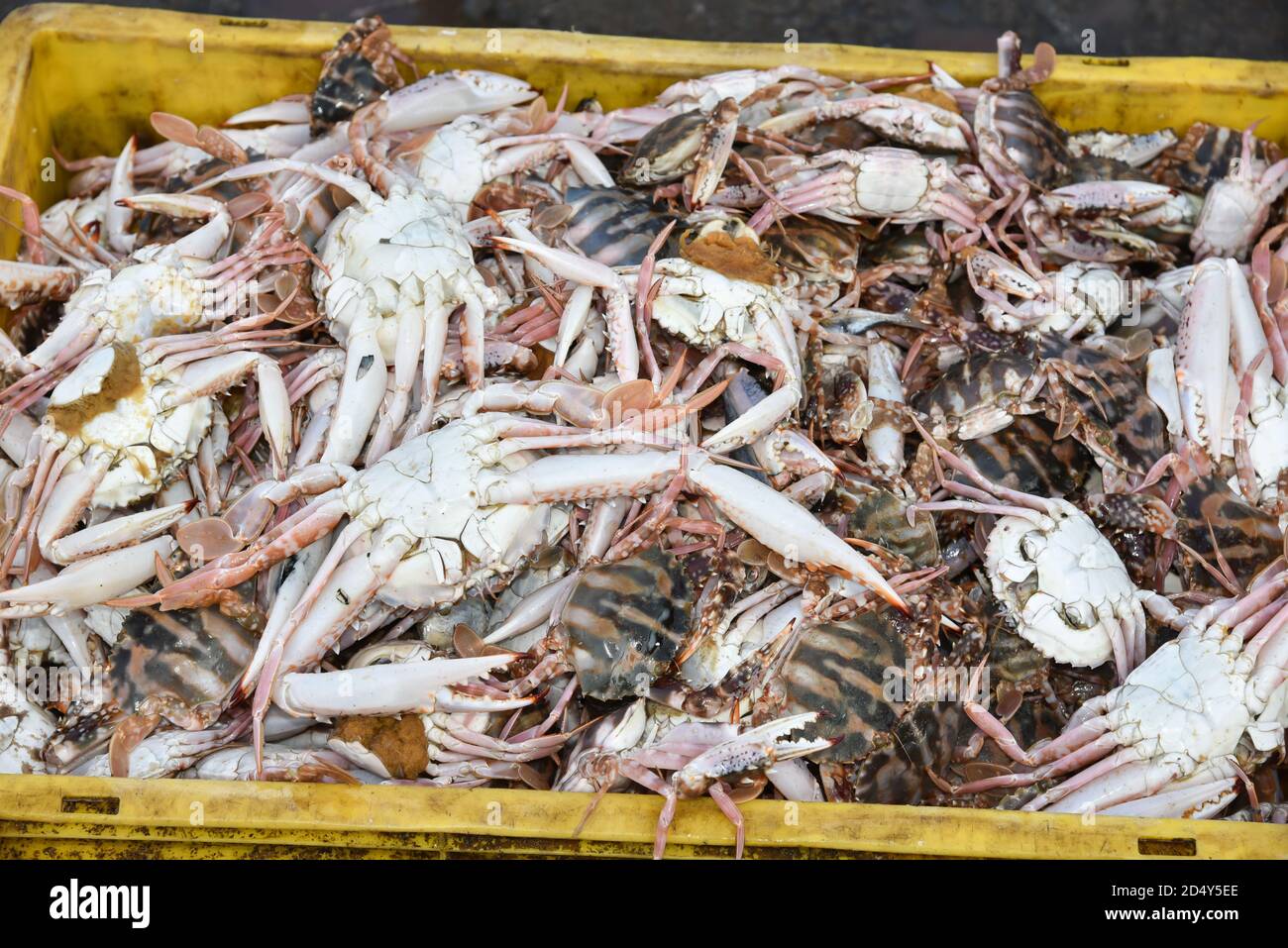 Sea food. Fish market in India. Raw Mackerel fish for sale. pelagic ...
