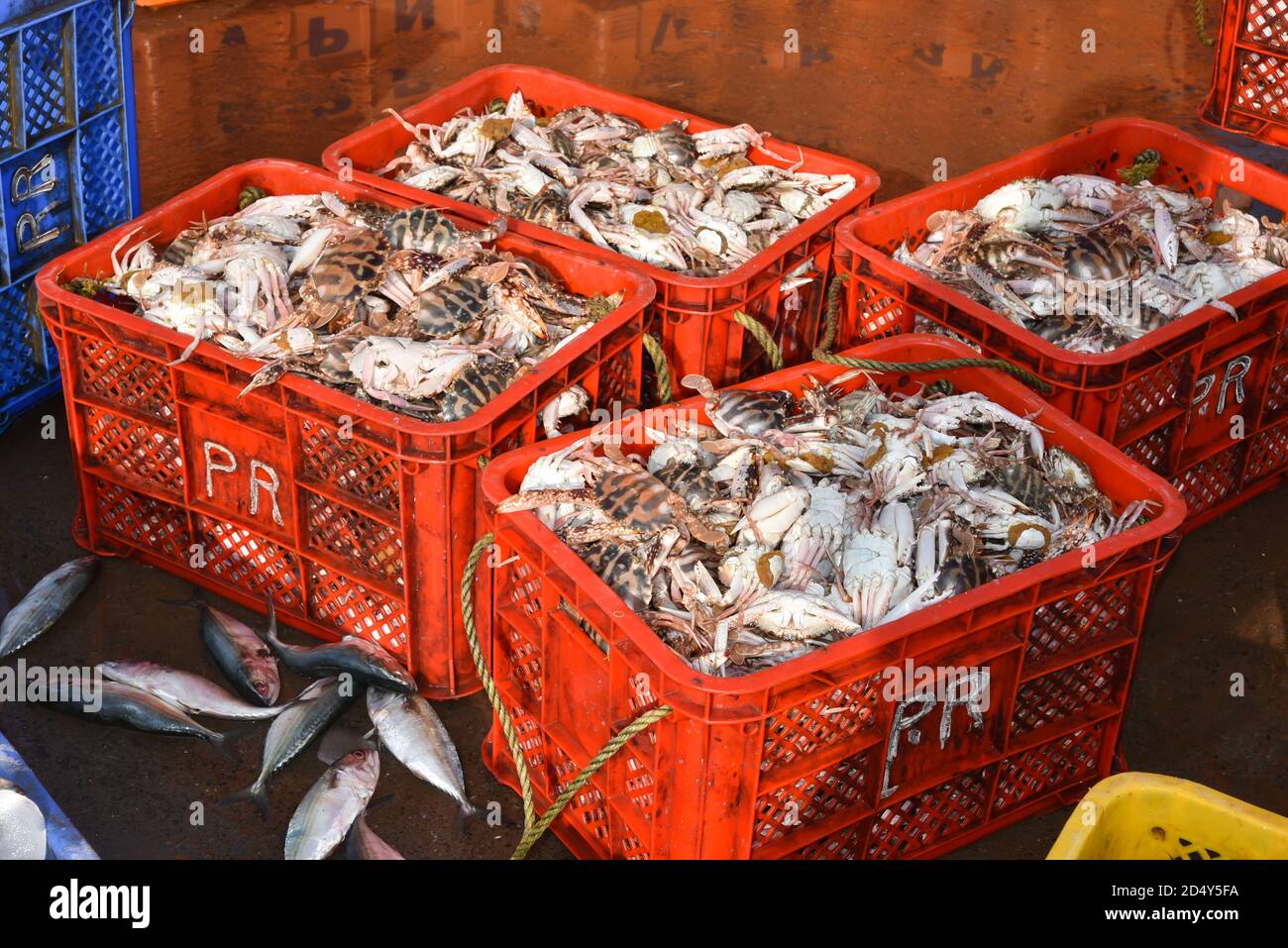 Sea food. Fish market in India. Raw Mackerel fish for sale. pelagic ...