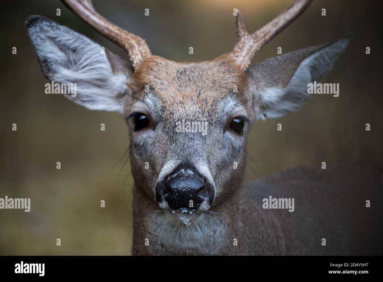 Portrait of a Drooling Whitetail Buck Deer Stock Photo - Alamy