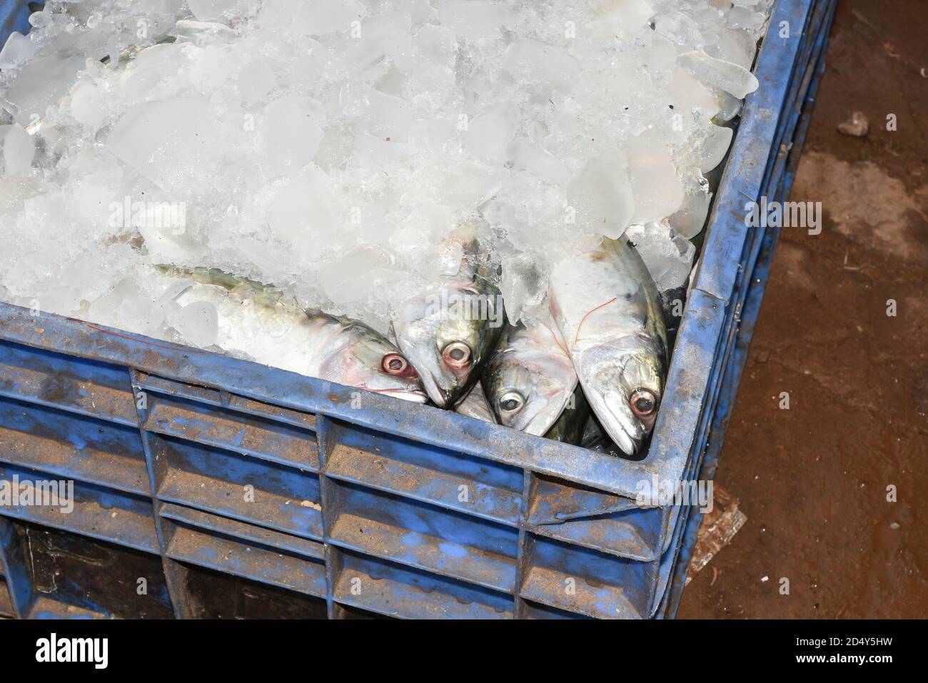 Sea food. Fish market in India. Raw Mackerel fish for sale. pelagic ...