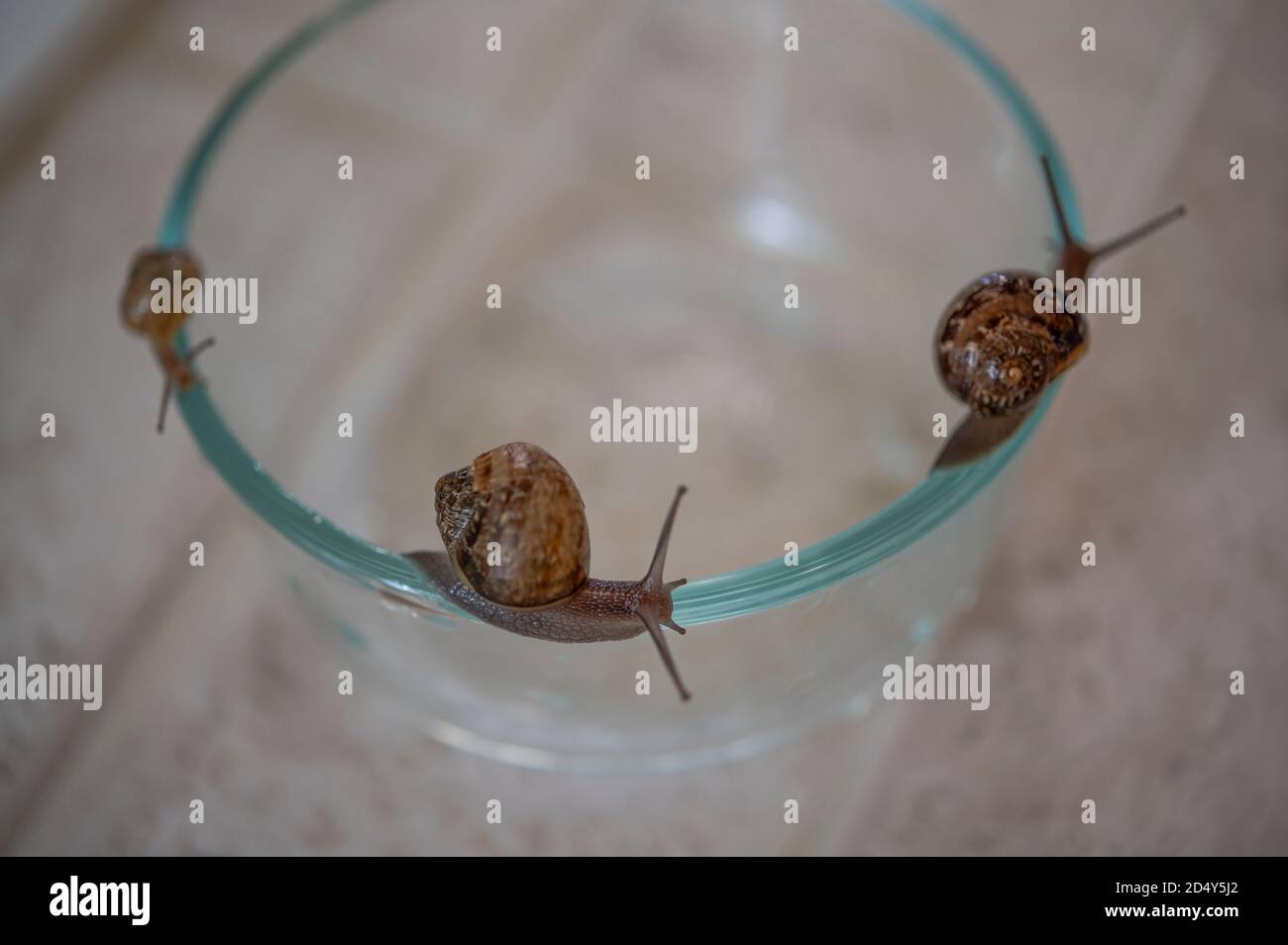 snail on lid of a glass jar Stock Photo - Alamy
