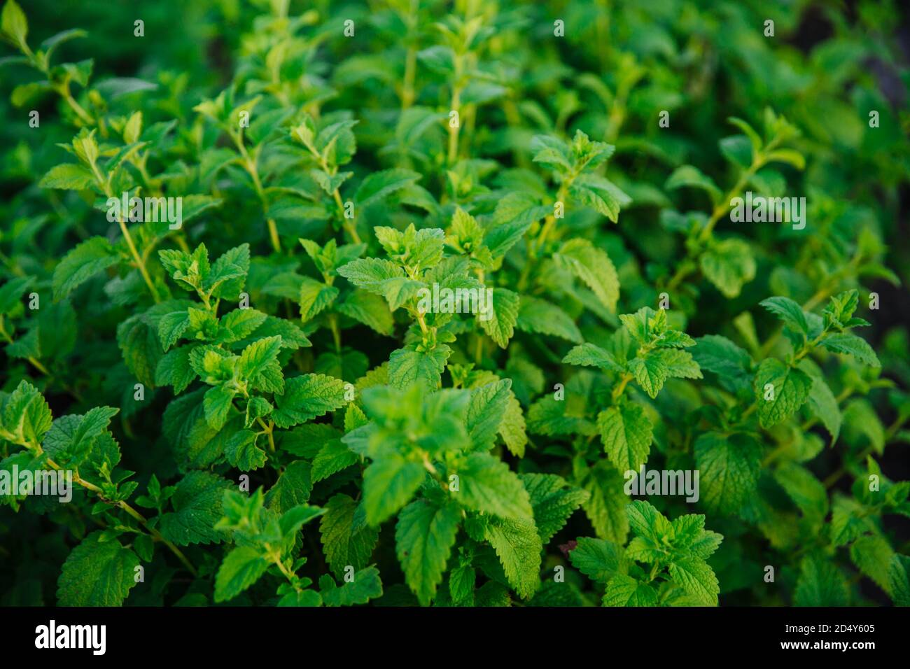 Fresh green mint leaves. Background with mint leaves. Ecology natural ...