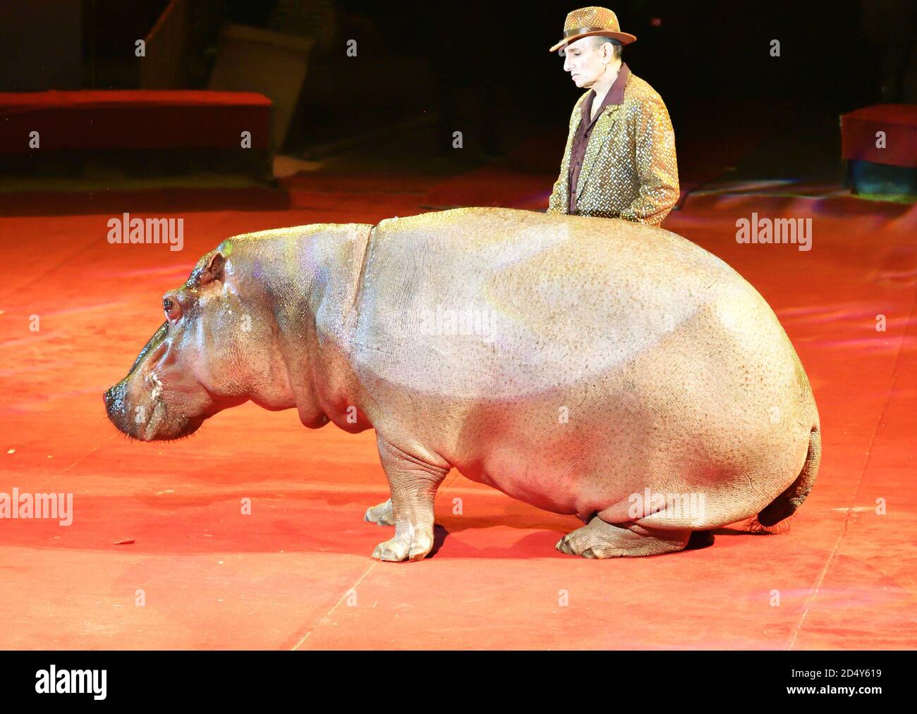 Orenburg, Russia - October 12, 2019: Trainer and hippopotamus in the ...