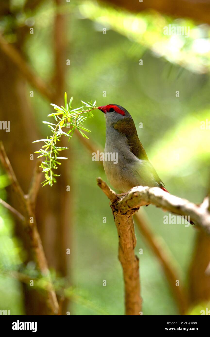 Australian finches hi-res stock photography and images - Alamy