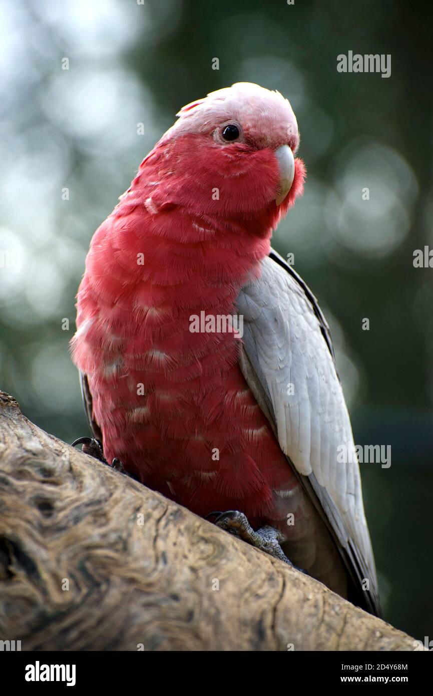 Galahs are very common in Victoria, Australia, but can be fun to watch ...