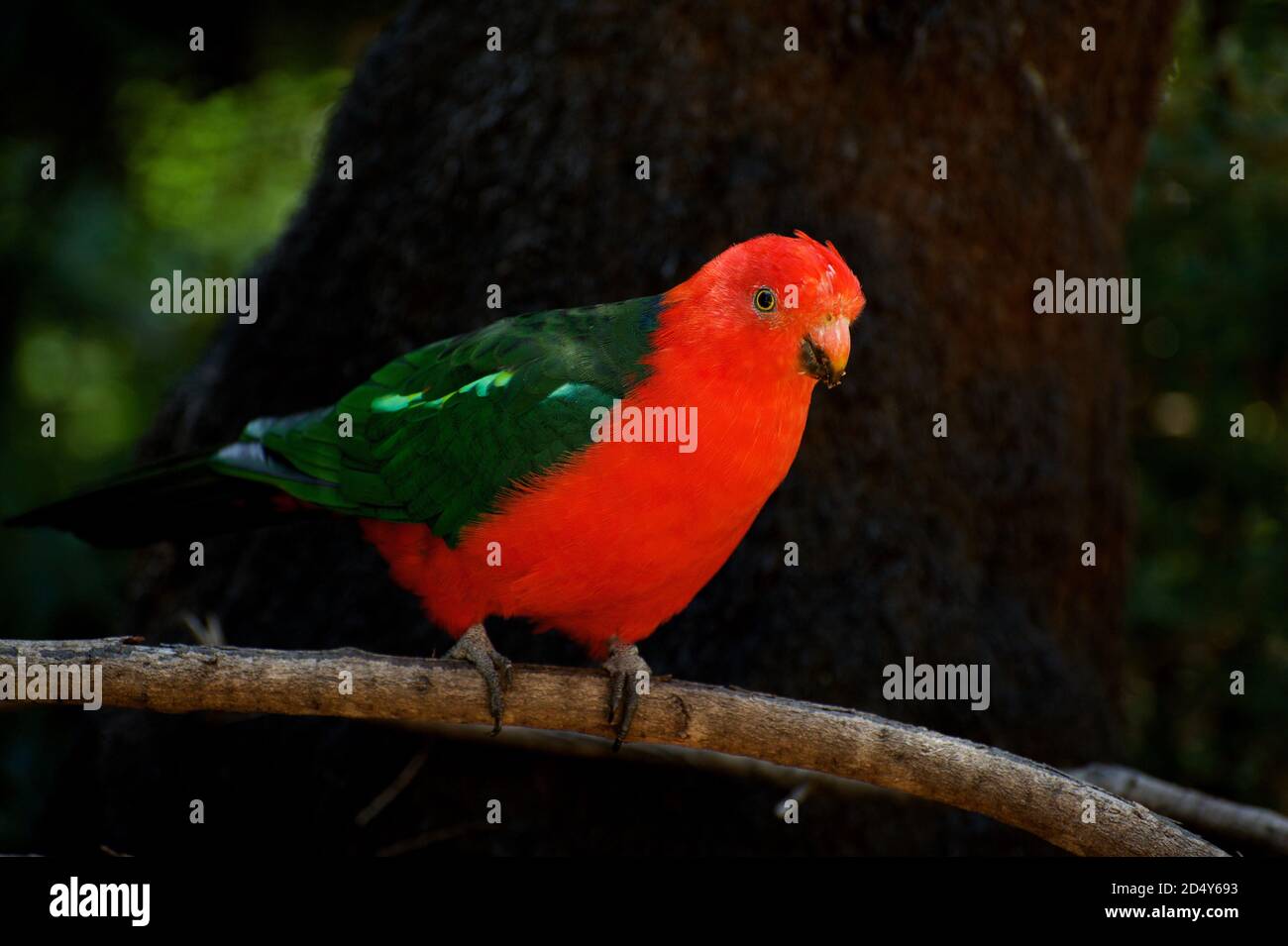 King Parrots often visit the woods around my home in Ringwood, Victoria ...