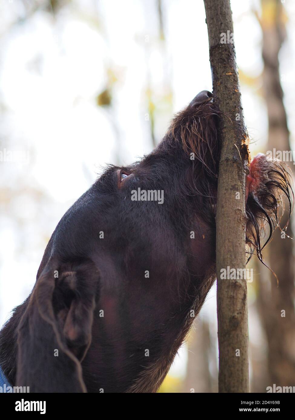 Branch in teeth hi-res stock photography and images - Alamy