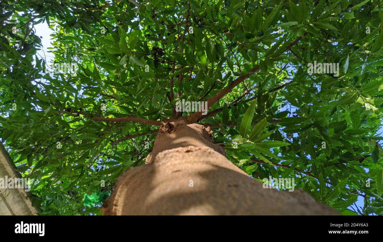 Vertical photo of Ashoka or Saraca asoca tree Stock Photo - Alamy