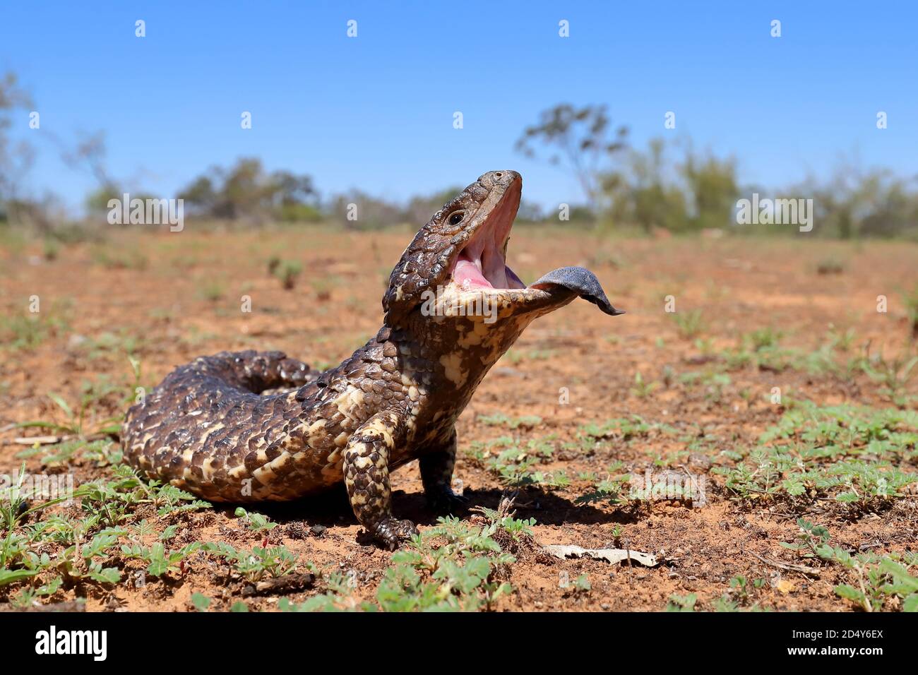 Stumpy lizard with mouth open hi-res stock photography and images - Alamy