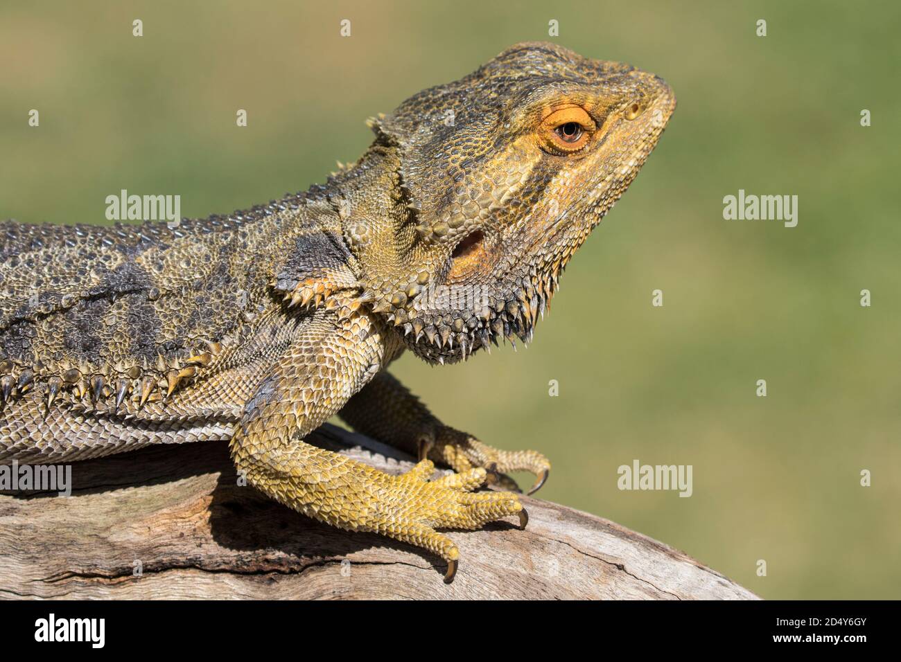 Central Bearded Dragon basking on a log Stock Photo - Alamy