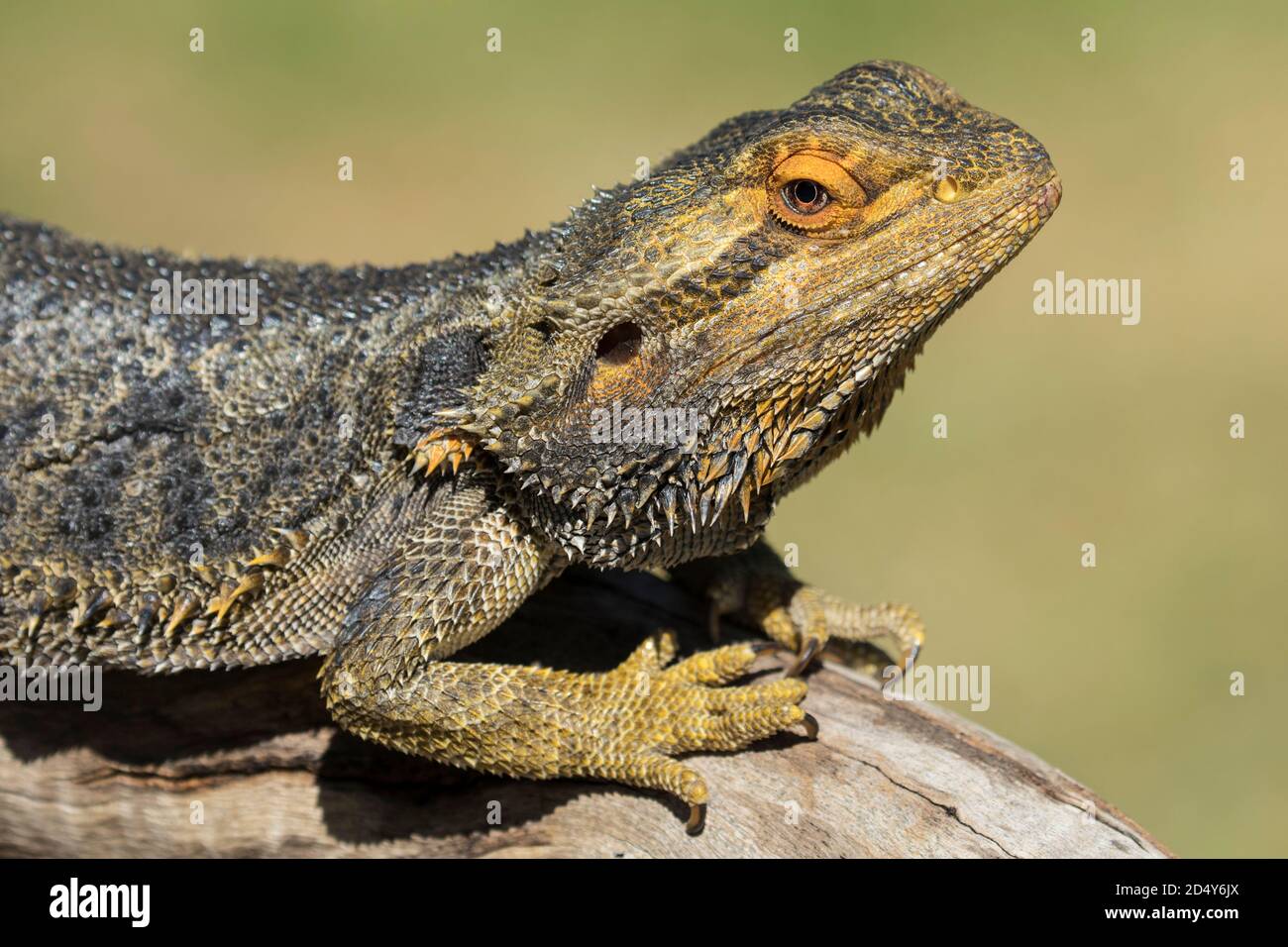 Central Bearded Dragon basking on a log Stock Photo - Alamy