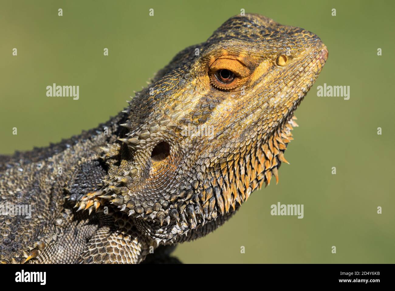 Central Bearded Dragon basking in sunlight Stock Photo - Alamy