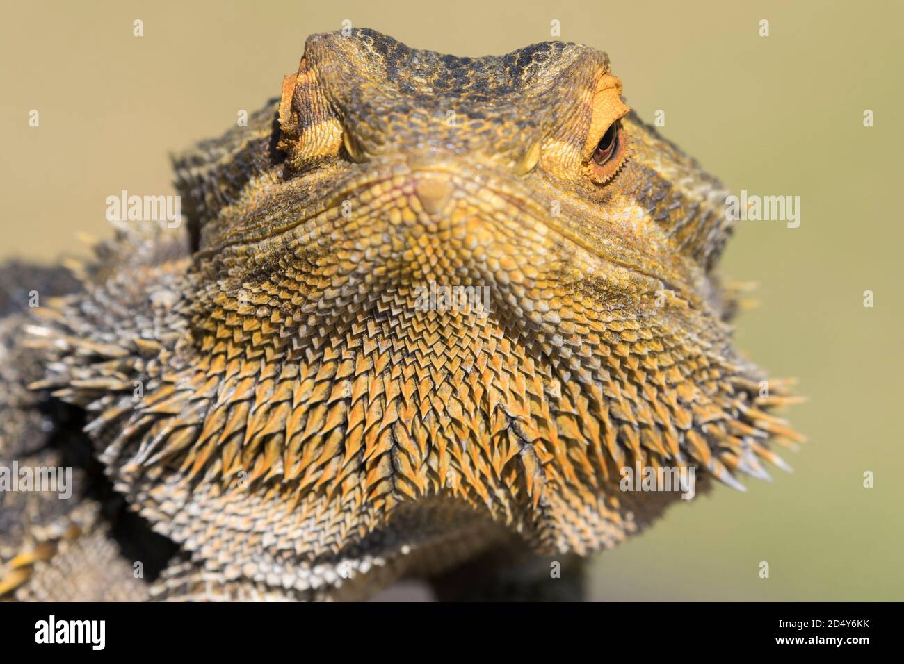 Bearded dragon in close hi-res stock photography and images - Alamy